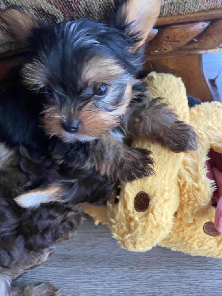 8 weeks old morkie male | Fanci Pants Parti Yorkies